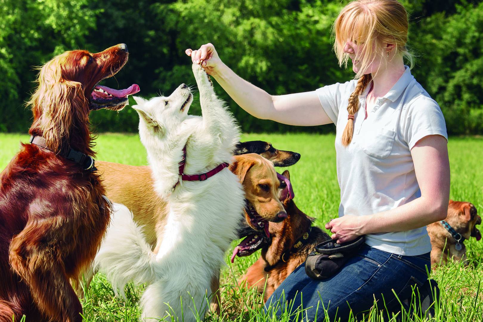 Oxford Dog Training Company – Oxford Dog Training Company