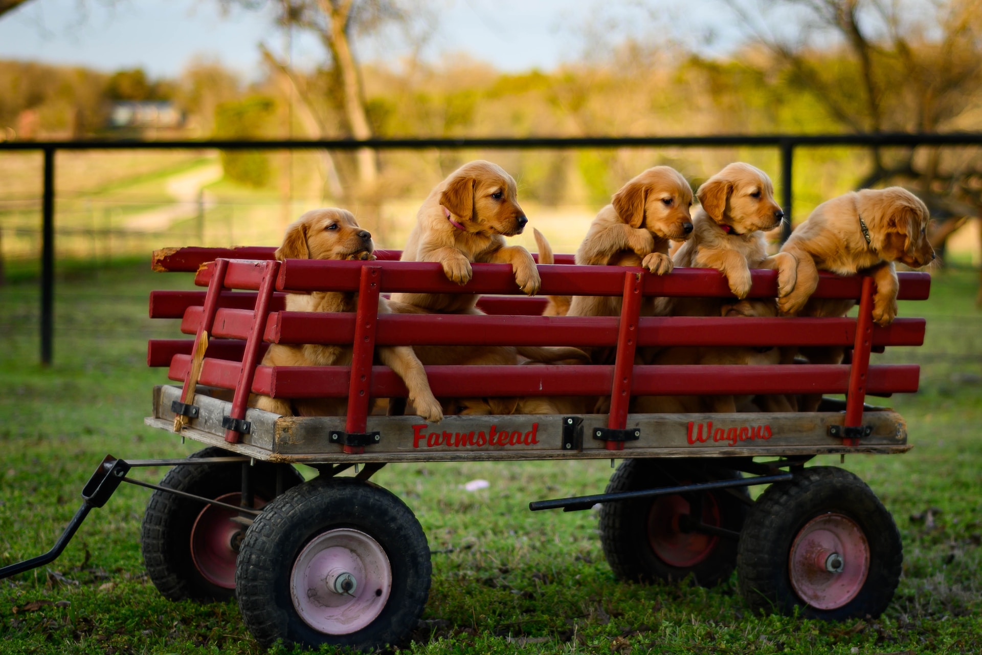 Oxford Dog Training Company – Oxford Dog Training Company