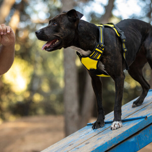 Shop – Oxford Dog Training Company
