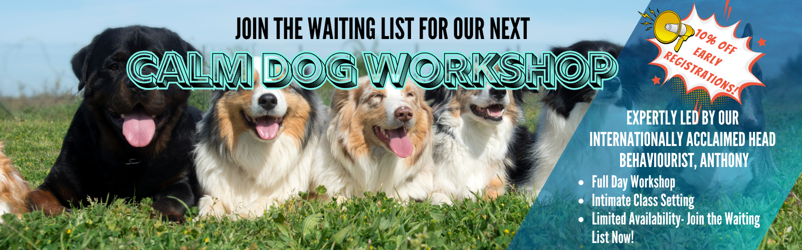 Oxford Dog Training Company – Oxford Dog Training Company